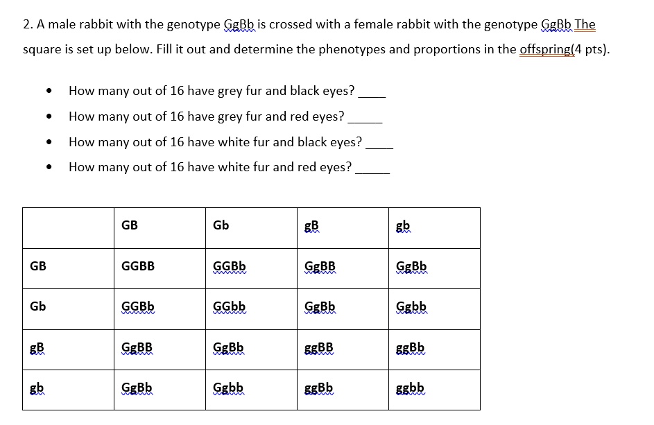 2 a male rabbit with the genotype ggbb is crossed with a female rabbit ...
