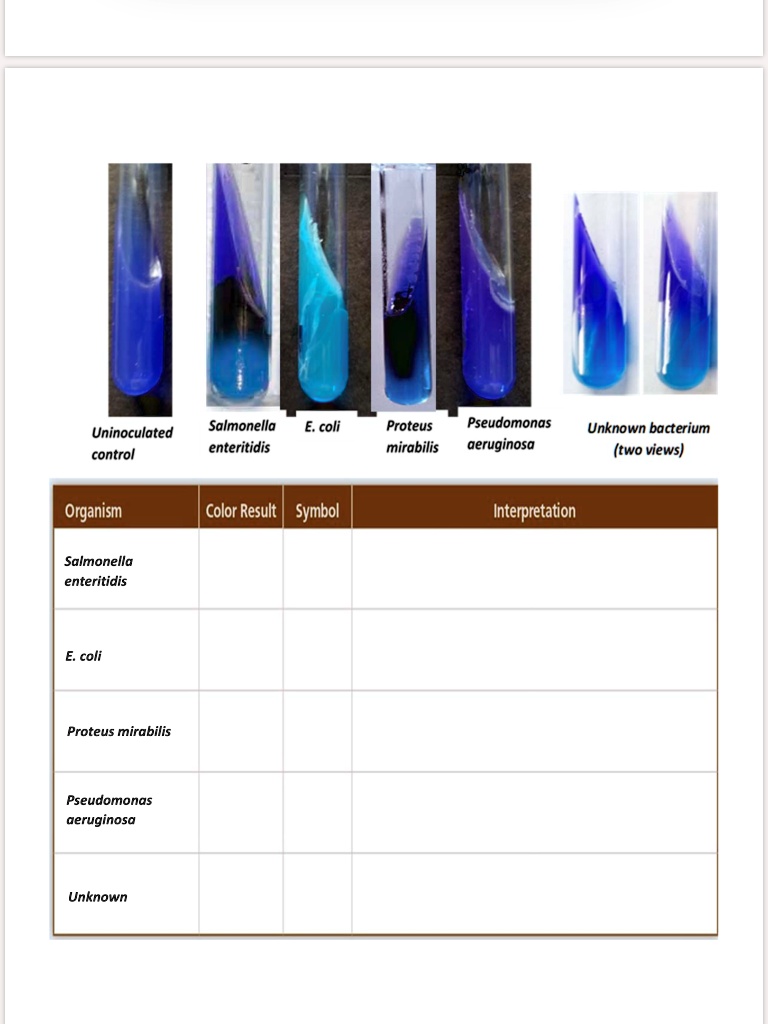 SOLVED: Uninoculated control Salmonella enteritidis E. coli Proteus mirabilis Pseudomonas ...