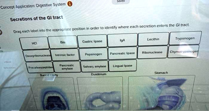 doabc concept applicationdigestive system secretlons of the gl tract ...