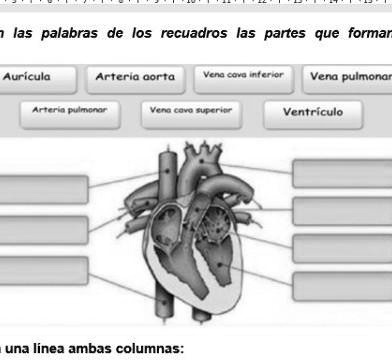 SOLVED: completa las palabras del recuadro de las partes que forman el ...