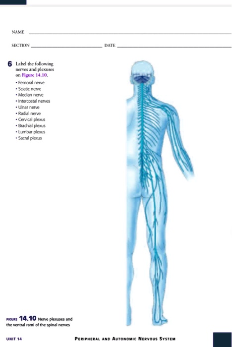 Solved Text Name Section Date Label The Following Nerves And Plexuses On Figure 1410