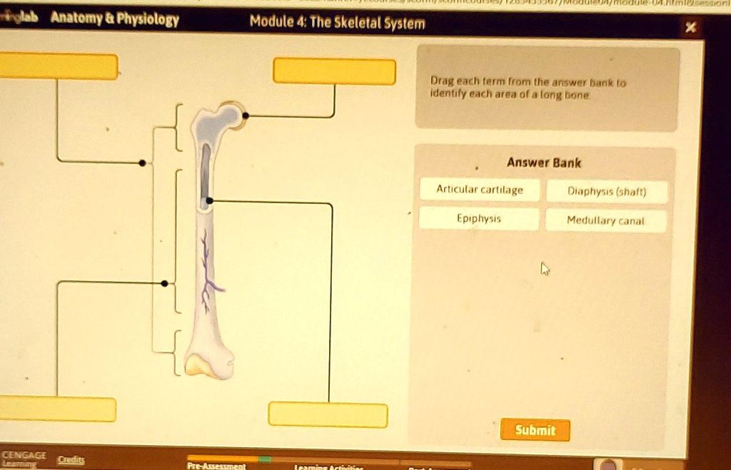 text lab anatomy physiology module 4 the skeletal system drag each term ...