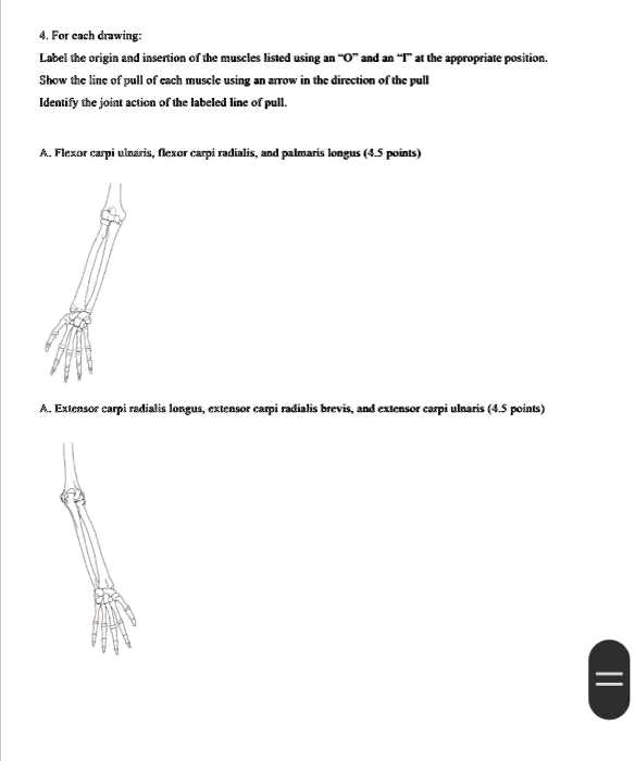SOLVED: Biomechanics: For each drawing, label the origin and insertion ...