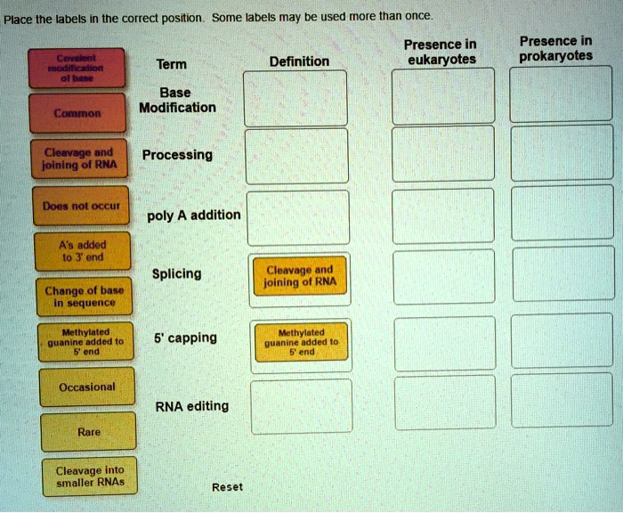 SOLVED: Place the labels in the correct position. Some labels may be ...