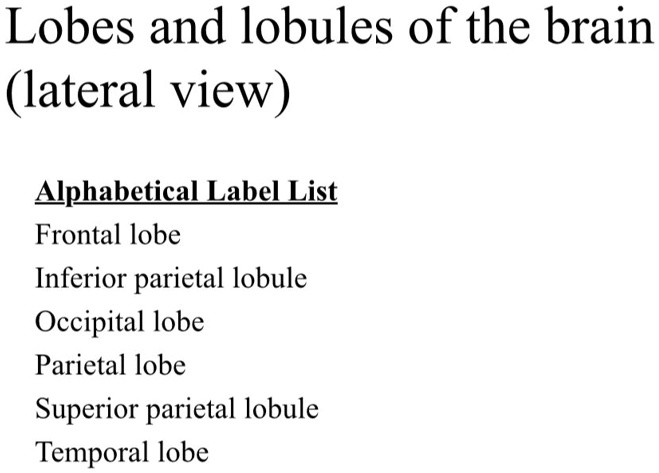 Lobes and lobules of the brain (lateral view) Alphabetical Label List ...