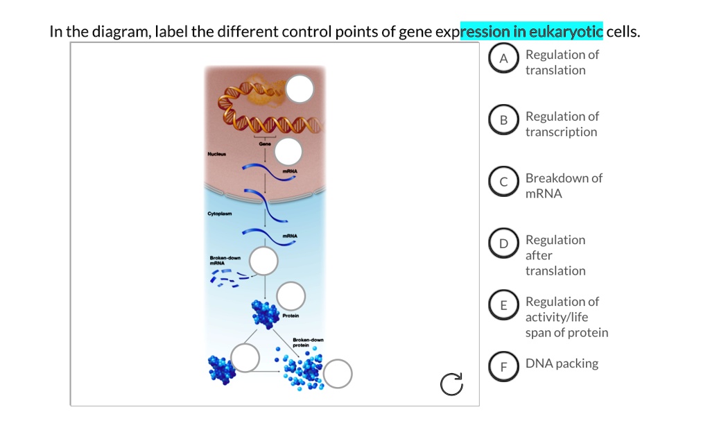 In the diagram, label the different control points of gene expression in eukaryotic cells. A ...