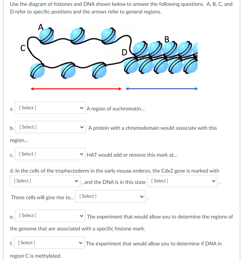 Use the diagram of histones and DNA shown below to answer the following ...