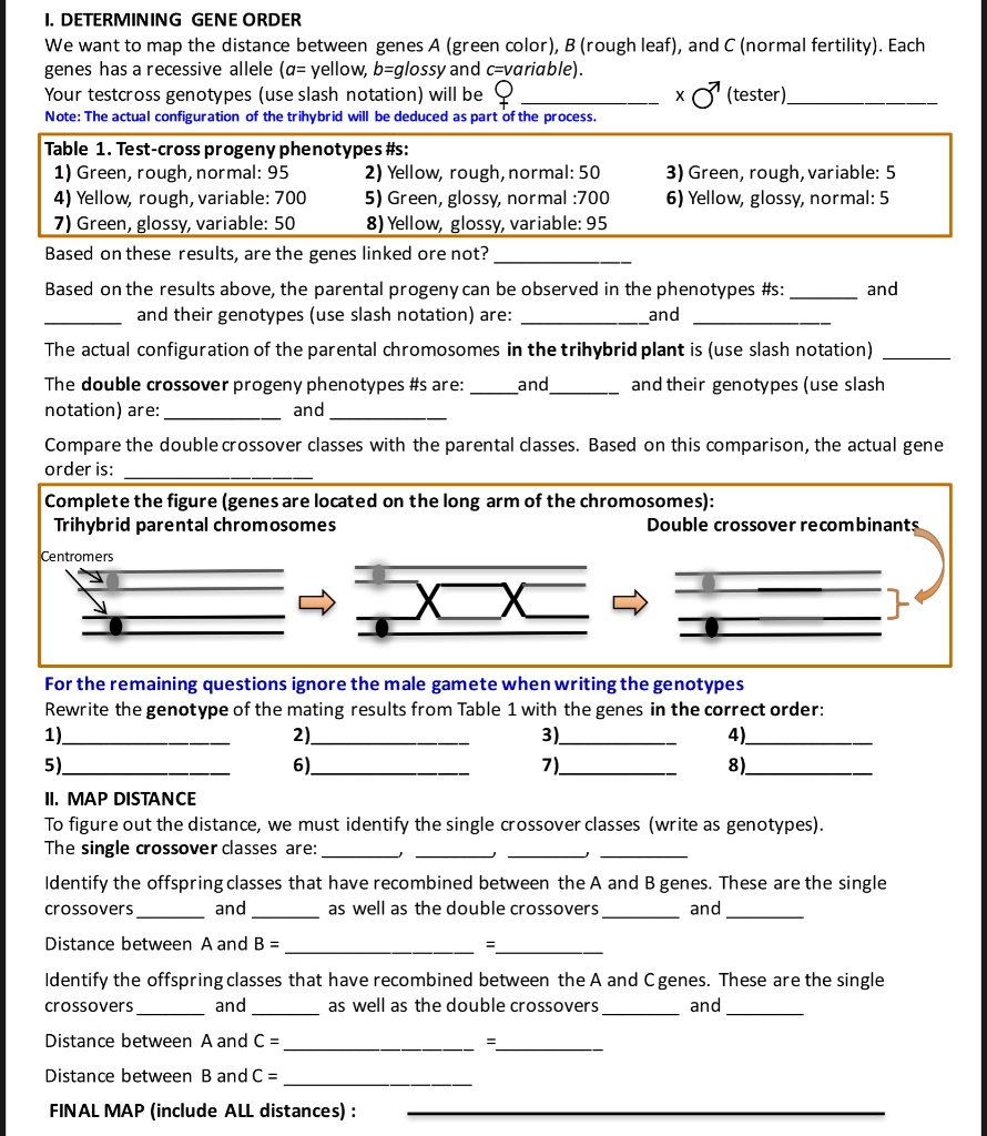 SOLVED:DETERMINING GENE ORDER We want to map the distance between genes ...