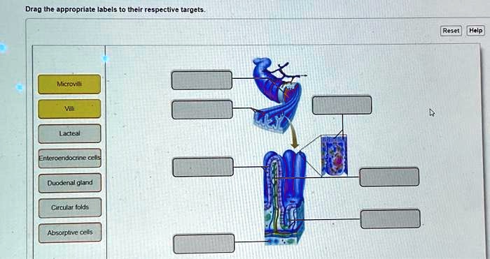 SOLVED: Texts: Drag the appropriate labels to their respective targets ...