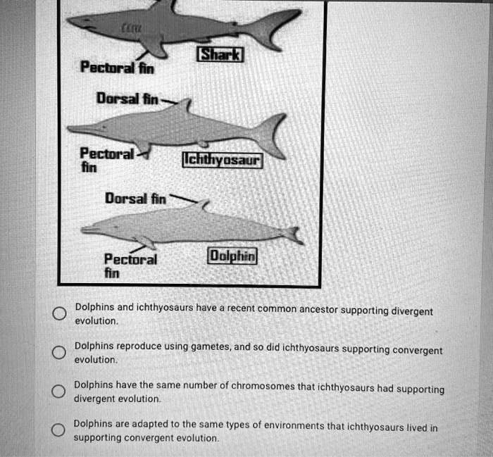 SOLVED: Pectoral fin Dorsal fin Pectoral fin Inesopp Dorsal fin Dolphin ...
