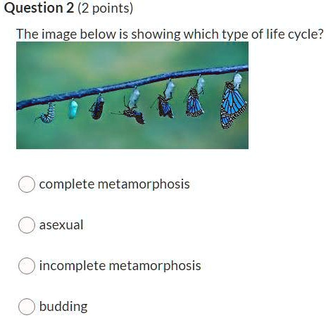 SOLVED: 'HELP ME ASAP PLEASE! Question 2 (2 points) The image below is ...