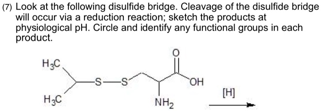SOLVED: Look at the following disulfide bridge. Cleavage of the ...
