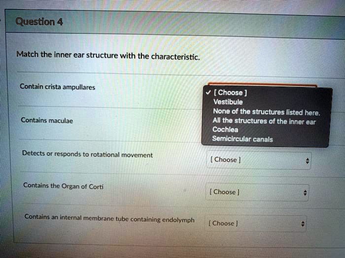 SOLVED: Ic testomt IMatch the inner ear structure with the ...