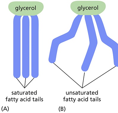 SOLVED: glycerol glycerol saturated fatty acid tails unsaturated fatty ...
