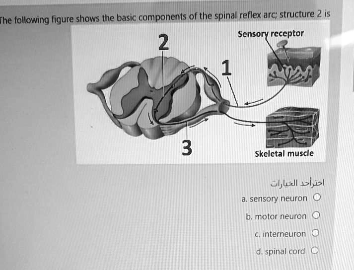SOLVED: The following figure shows the basic components of the spinal reflex arc: structure 2 is ...