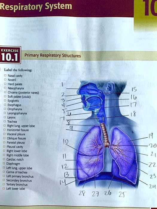 SOLVED: Text: Respiratory System EXERCISE 10.1 Primary Respiratory ...