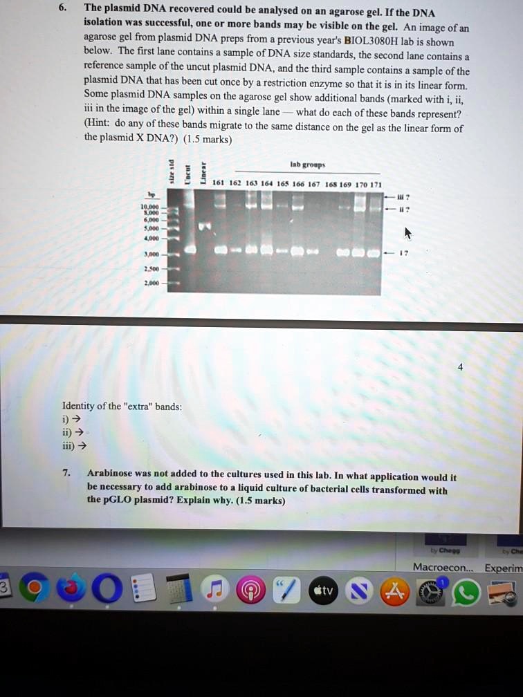 SOLVED: The plasmid DNA recovered could be analyzed on an agarose gel ...