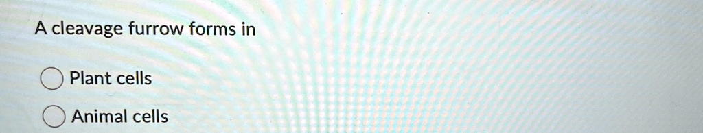 A cleavage furrow forms in Plant cells Animal cells