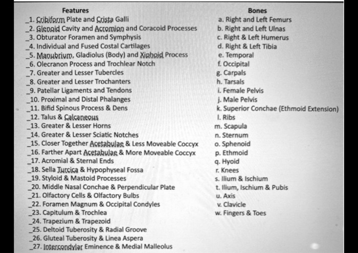 Solved Features Of Bones 1 Cribriform Plate And Crista Galli 2