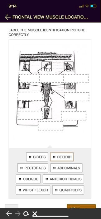 SOLVED: 9:14 FRONTAL VIEW MUSCLE LOCATION LABEL THE MUSCLE ...