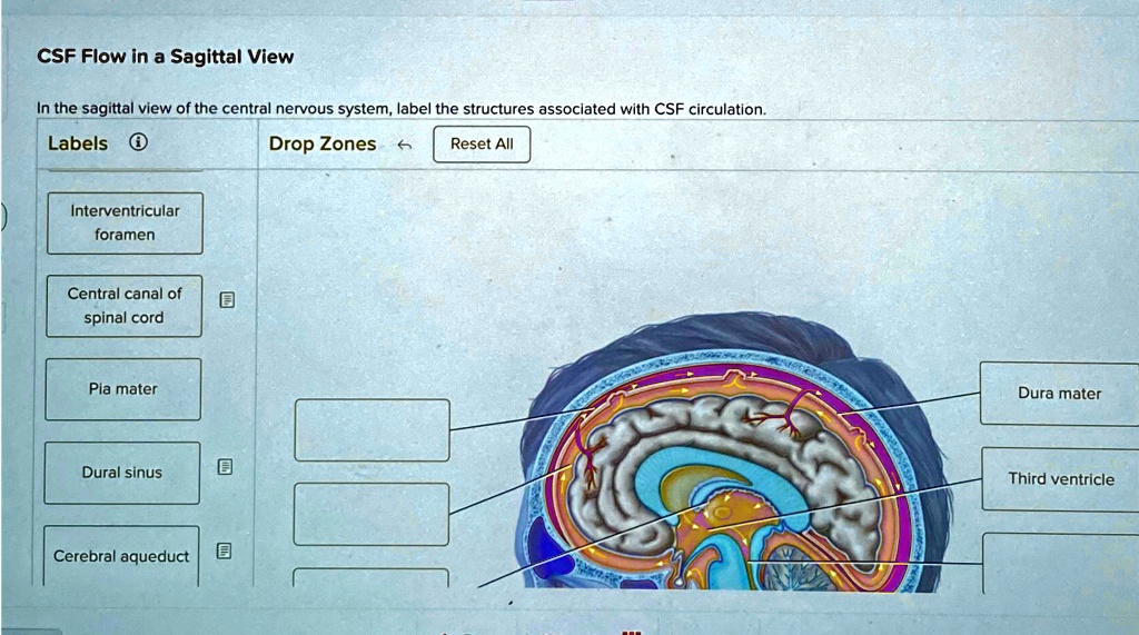 CSF Flow in a Sagittal View In the sagittal view of the central nervous system, label the ...