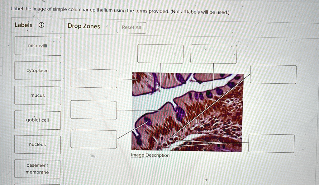 Label the image of simple columnar epithelium using the terms provided ...