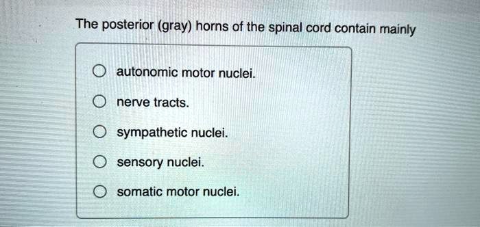 SOLVED: The posterior (gray) horns of the spinal cord contain mainly ...