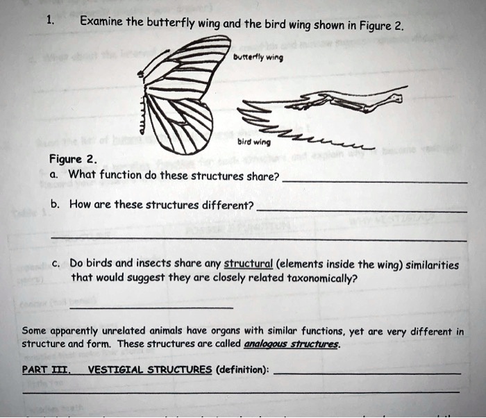 Examine the butterfly wing and the bird wing shown in Figure 2 ...