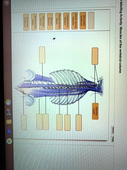 SOLVED: -labeling Activity:Muscles of the vertebral column [Reset][Help