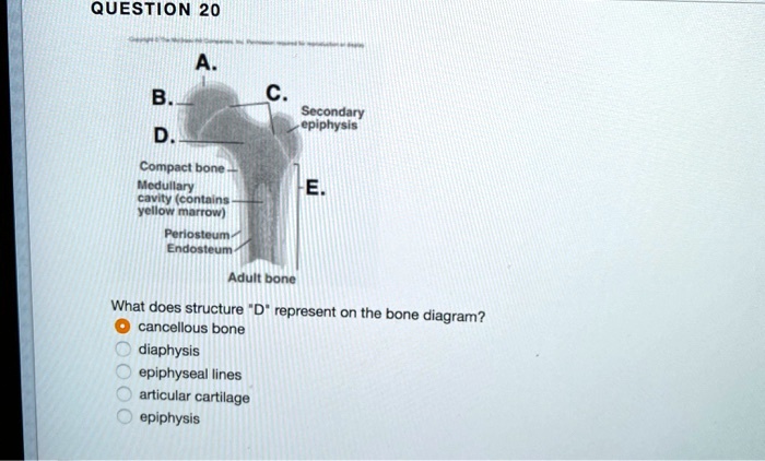 all tha parts question20 a b c secondary epiphysis d compact bone ...