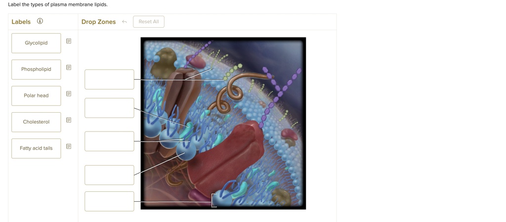 Label the types of plasma membrane lipids. Labels Drop Zones Reset All ...