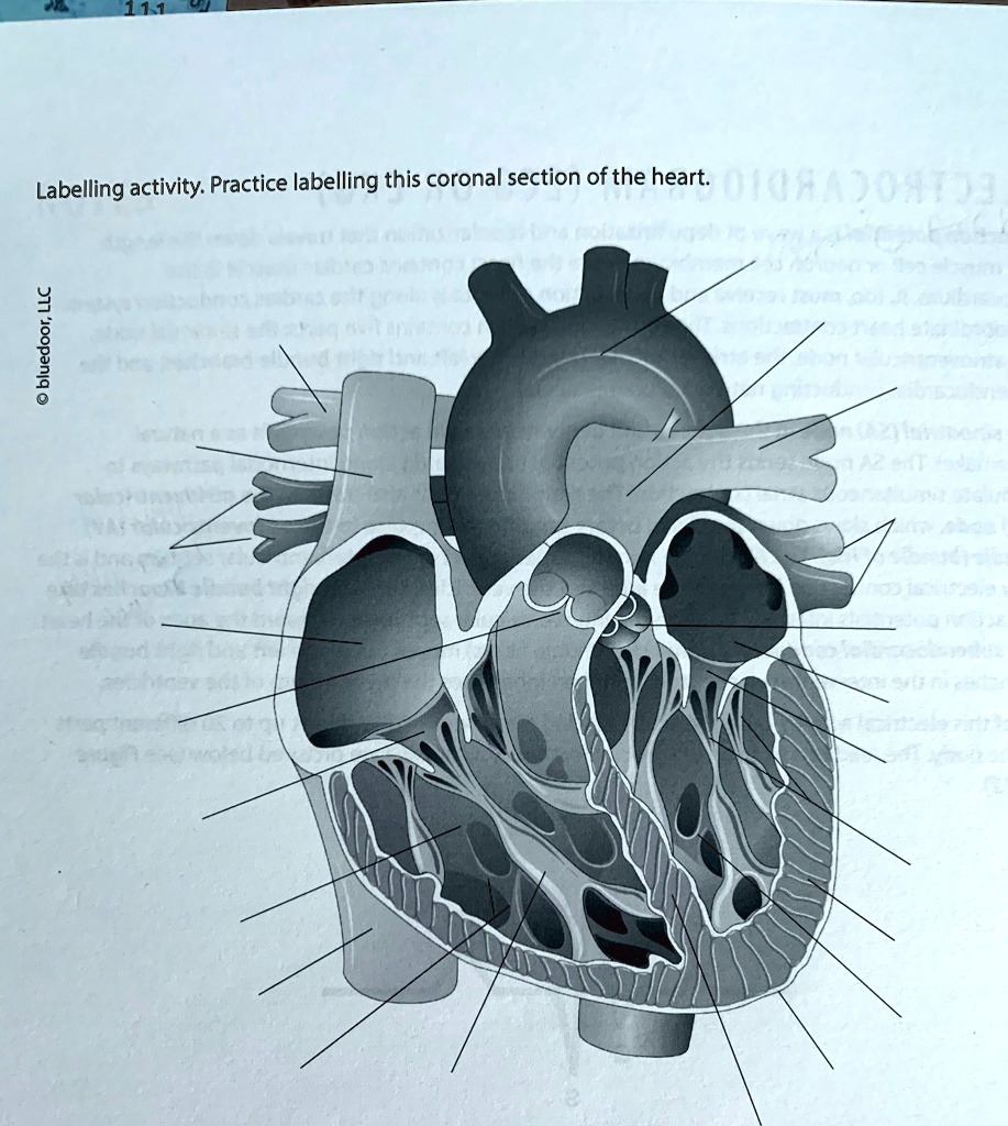 SOLVED: "Label parts of heart Labelling activity Practice labelling ...
