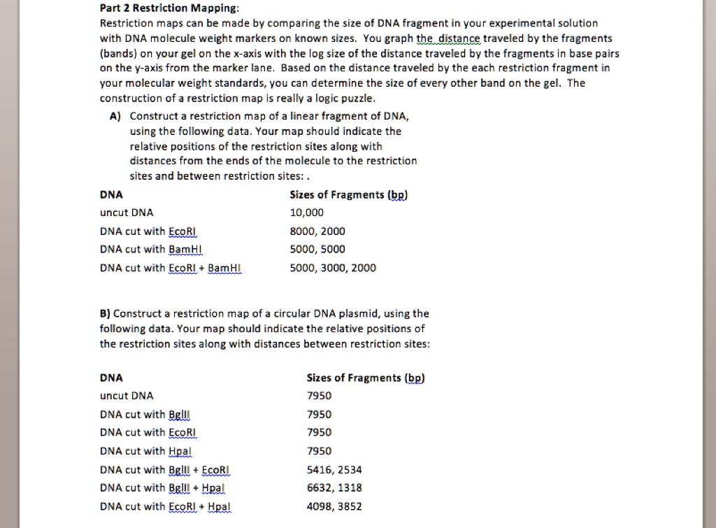 SOLVED: Part 2 Restriction Mapping: Restriction maps can be made by comparing the size of DNA ...