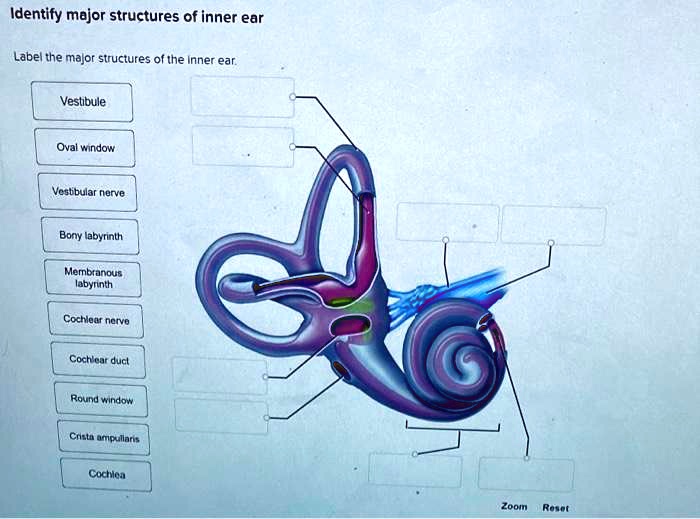 SOLVED: Identify major structures of inner ear Label the major ...