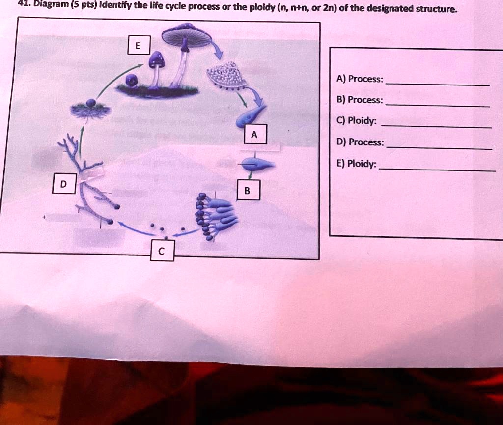 SOLVED: 41. Diagram (5 pts) Identify the life cycle process or the ...