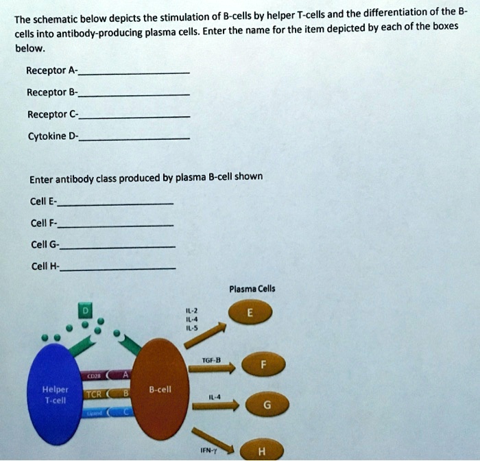 the schematic below depicts the stimulation of b cells by helper t ...