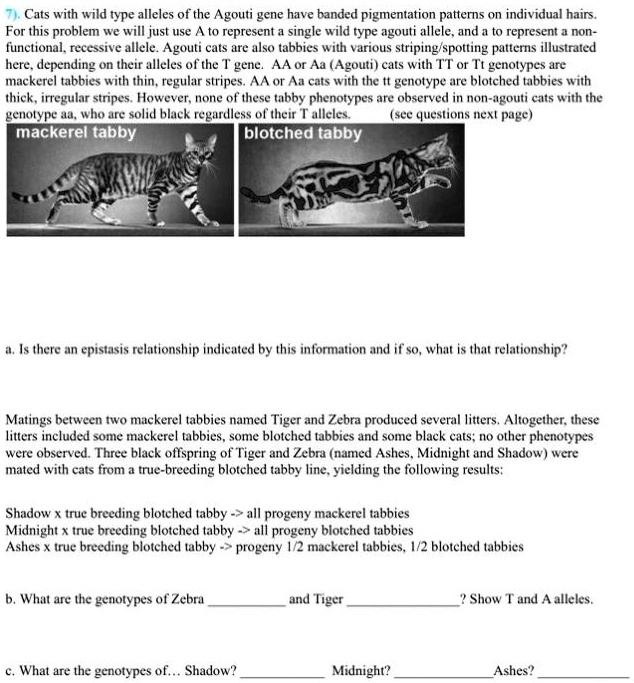 SOLVED: 7.Cats with wild type alleles of the Agouti gene have banded ...