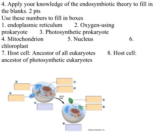 SOLVED: Apply your knowledge of the endosymbiotic theory to fill in the ...