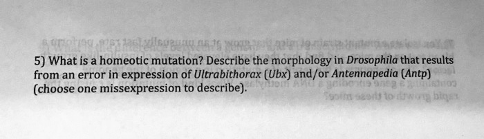 SOLVED:5) What is a homeotic mutation? Describe the morphology in ...
