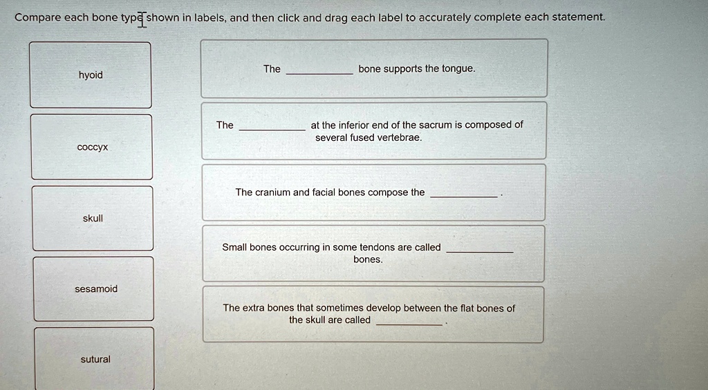 Compare each bone type shown in labels, and then click and drag each ...