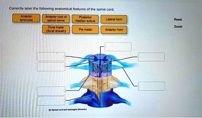 Correctly label the following anatomical features of the spinal cord ...