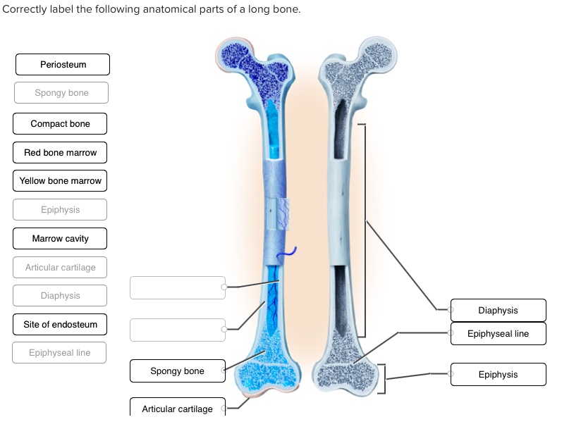 Correctly label the following anatomical parts of a long bone. Periosteum Spongy bone Compact ...
