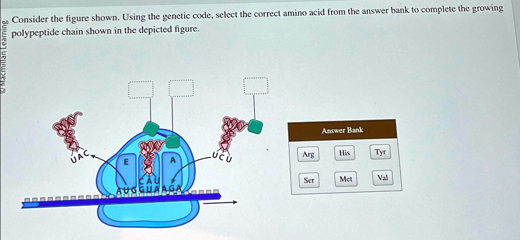 consider the figure shown using the genetic code select the correct ...