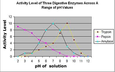 SOLVED: 'The graph illustrates the activity level of three common ...
