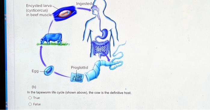 Encysted larva (cysticercus) in beef muscle Ingested Proglottid Egg (b ...