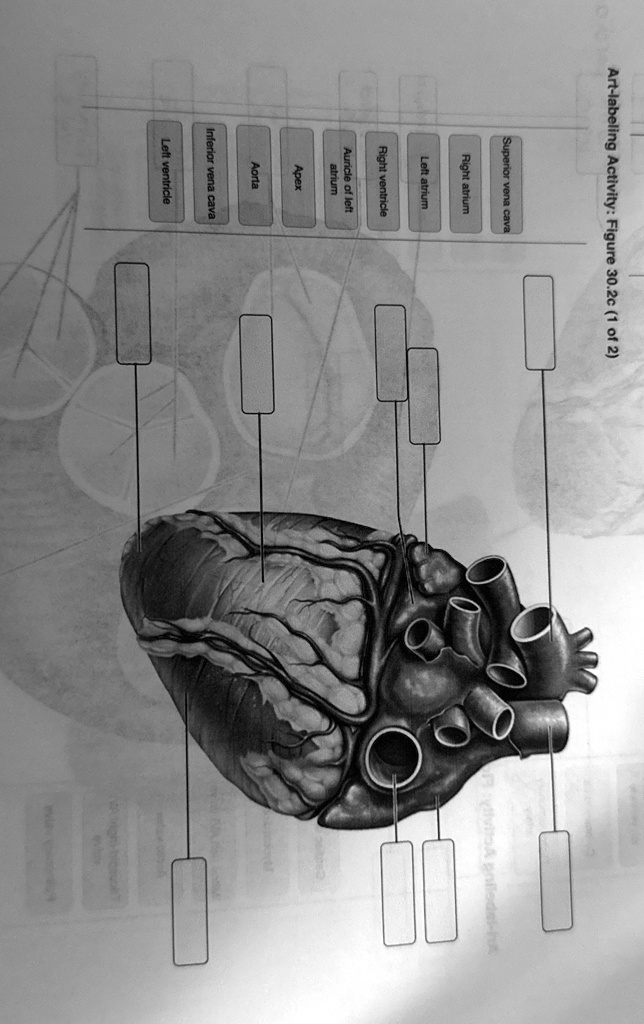 Art-labeling Activity: Figure 30.2c (1 of 2) Superior vena cava Right atrium Left atrium Right ...