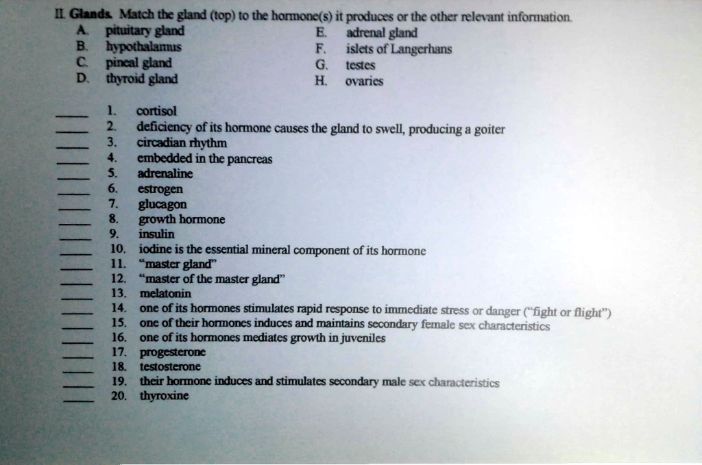 SOLVED: H Glanda Match the gland (tOp) t0 the horon() it proxduc or the ...