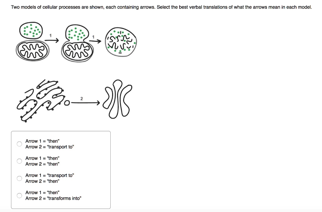 SOLVED: Two models of cellular processes are shown, each containing ...
