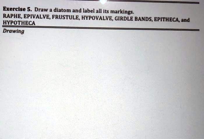 Exercise 5. Draw a diatom and label all its markings. RAPHE, EPIVALVE ...