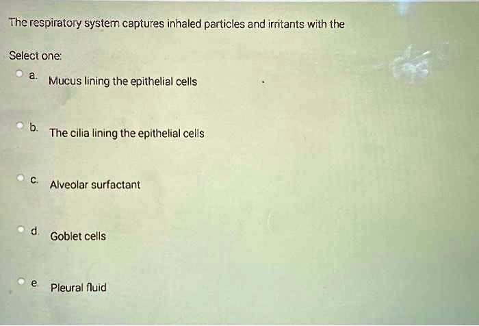 SOLVED: The respiratory system captures inhaled particles and irritants ...